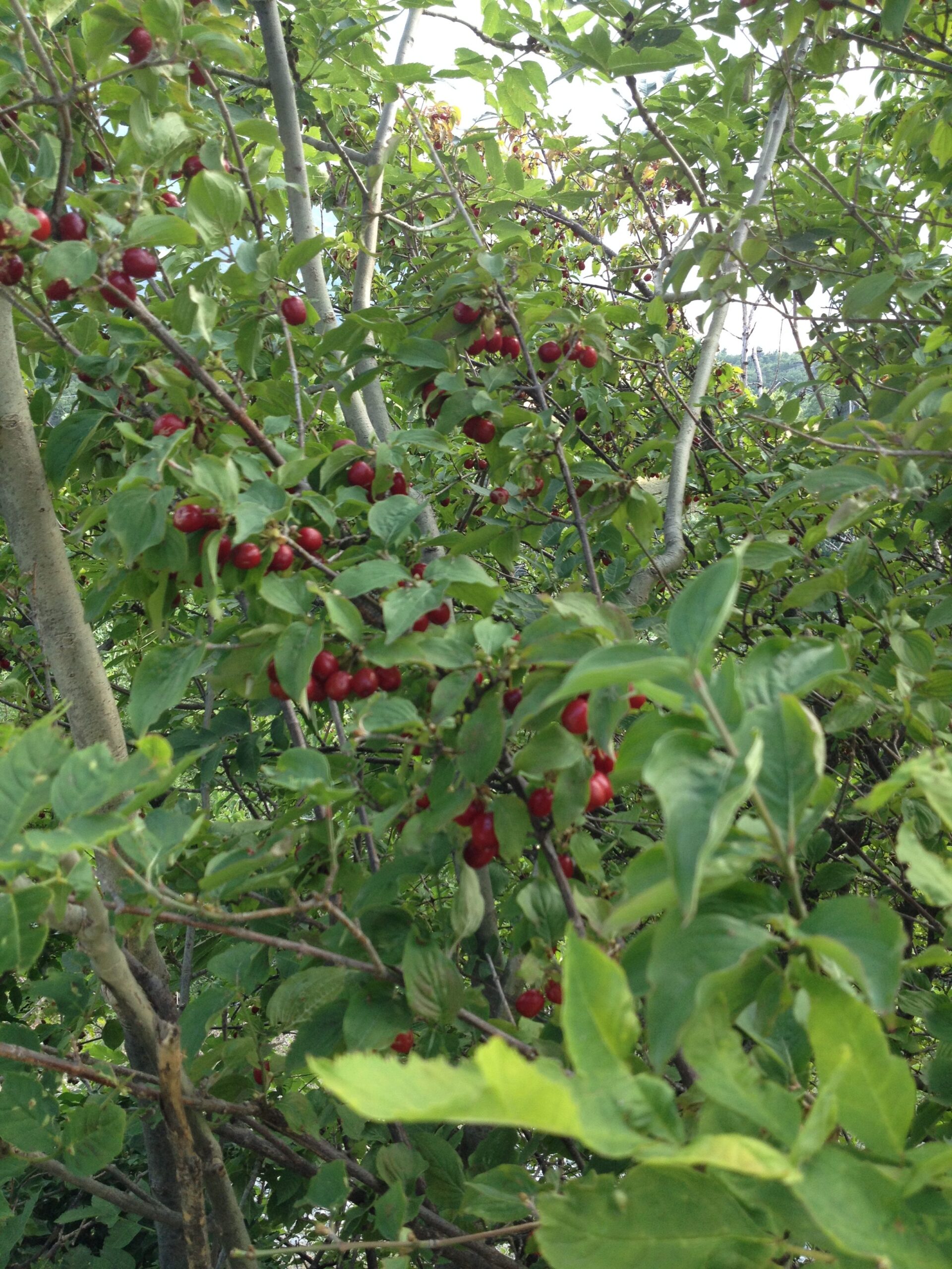 I cornioli, tenaci e utili alberelli - Kukaos Magazine - Noi siamo diversi